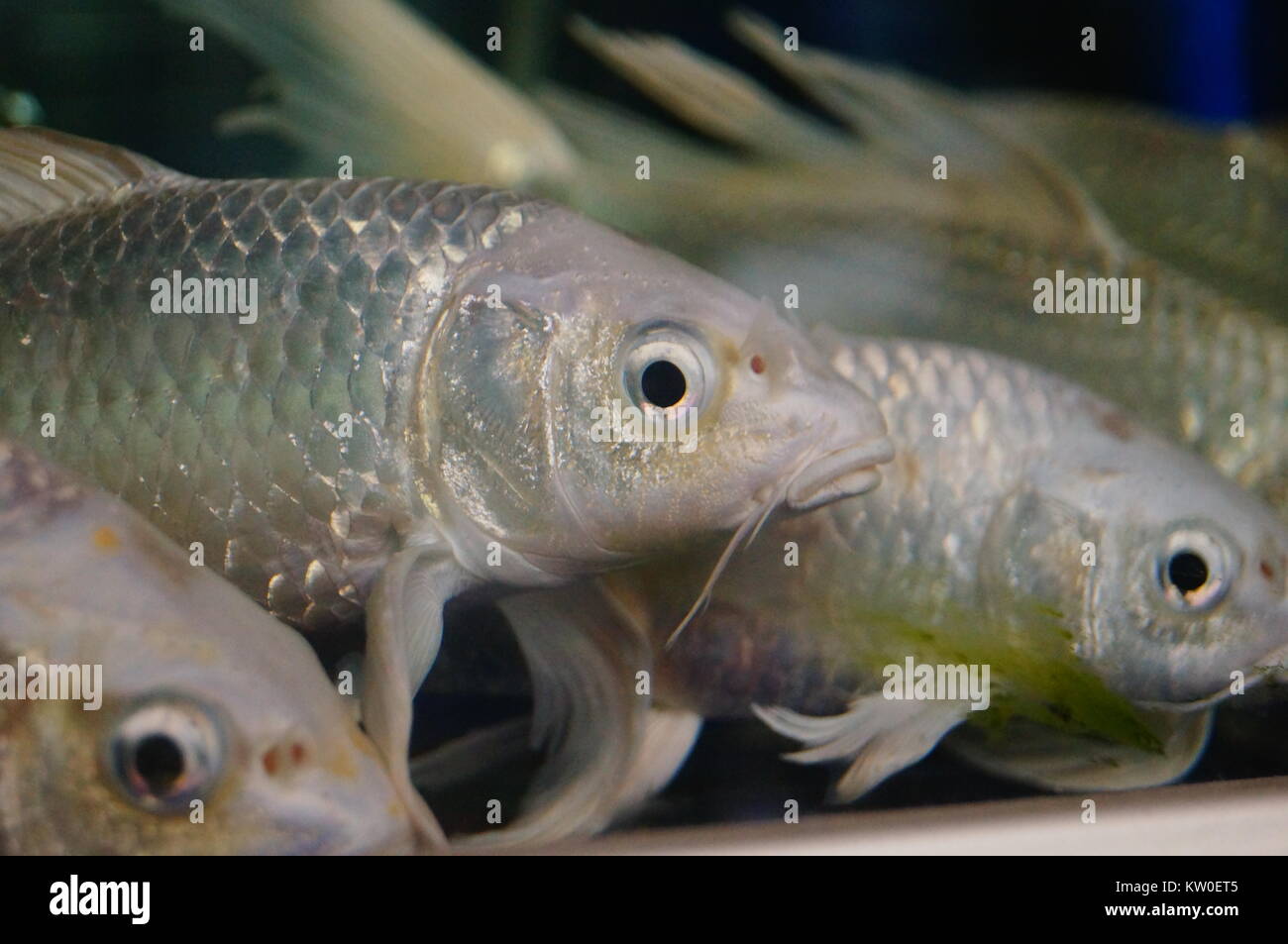 Underwater view of fish in fishtank Stock Photo - Alamy