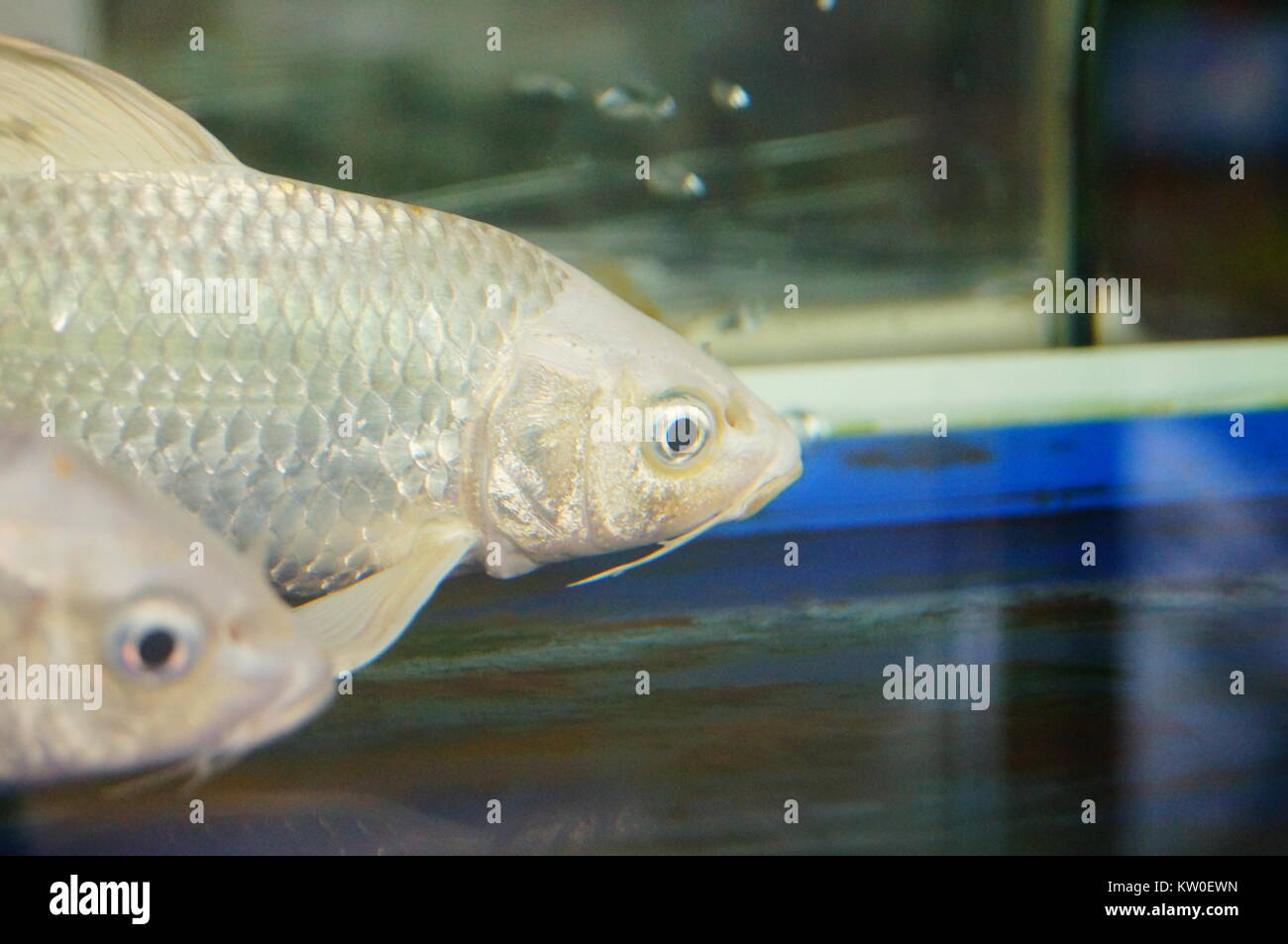 Underwater view of fish in fishtank Stock Photo - Alamy