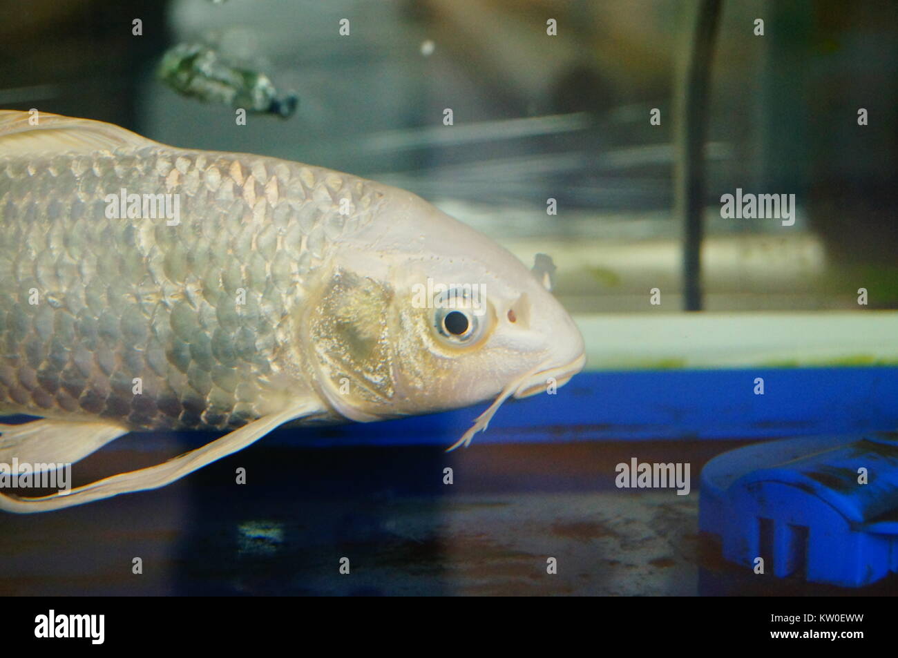 Underwater view of fish in fishtank Stock Photo - Alamy