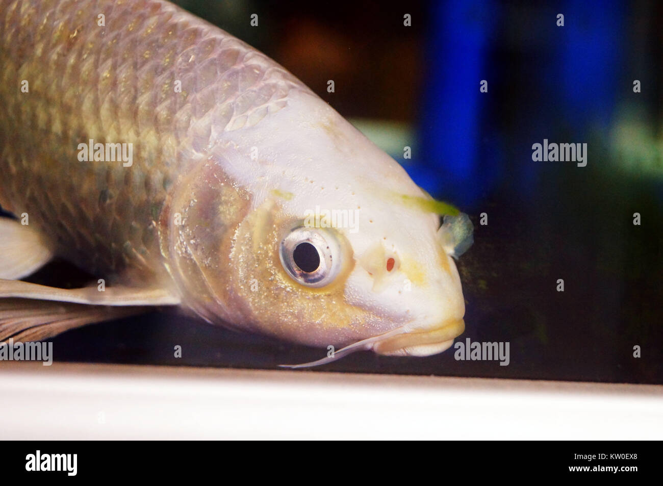 Underwater view of fish in fishtank Stock Photo - Alamy