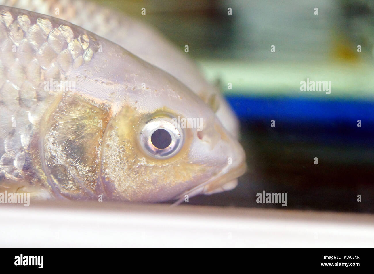 Underwater view of fish in fishtank Stock Photo - Alamy