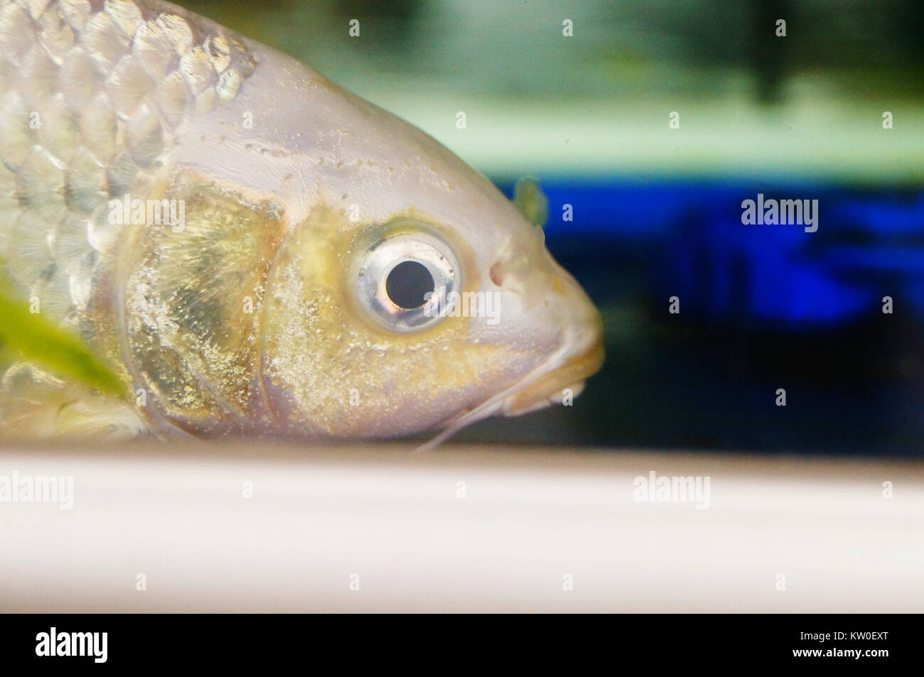 Underwater view of fish in fishtank Stock Photo - Alamy