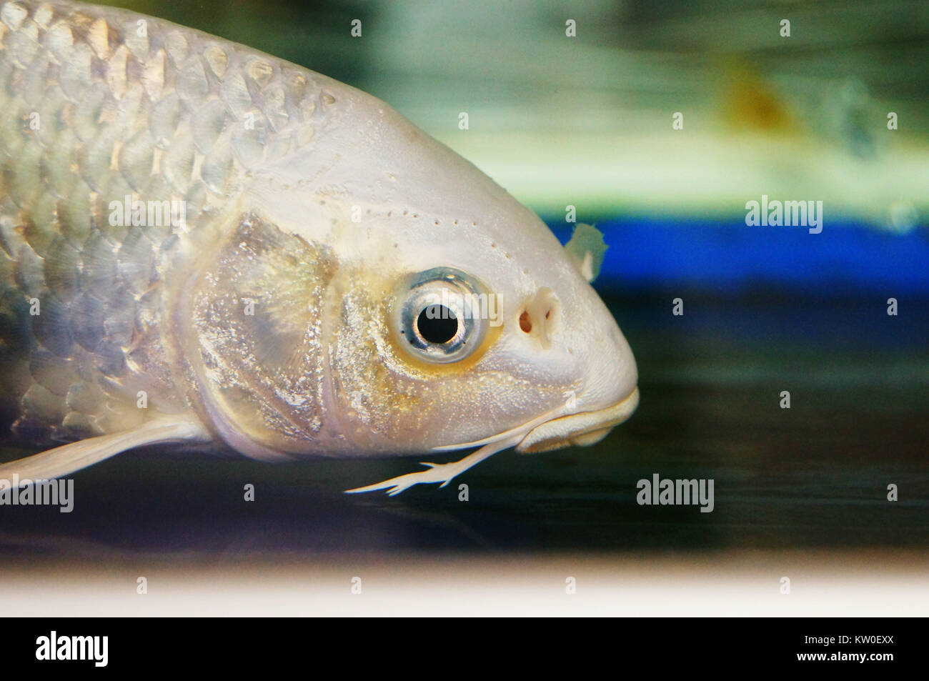 Underwater view of fish in fishtank Stock Photo - Alamy