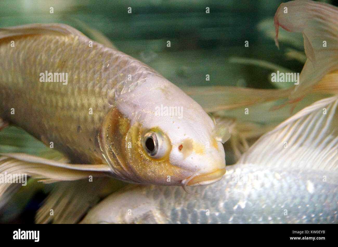 Underwater view of fish in fishtank Stock Photo - Alamy