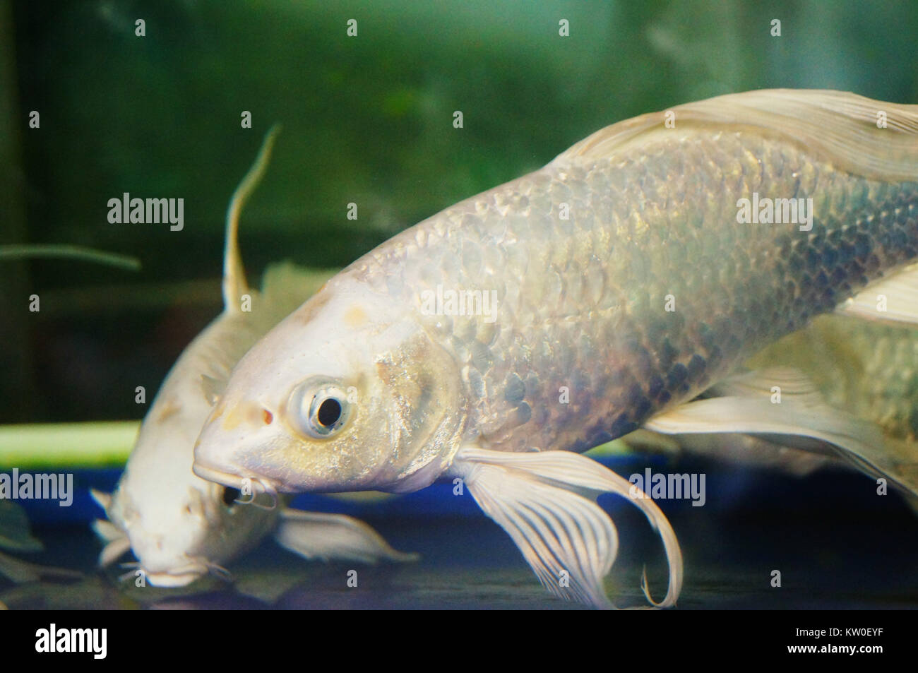 Underwater view of fish in fishtank Stock Photo - Alamy