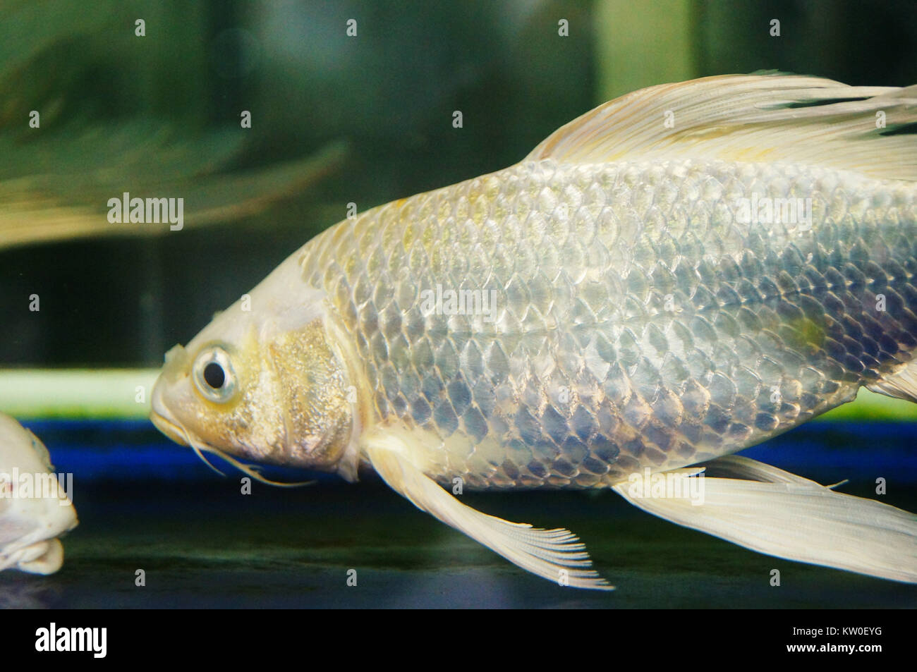 Underwater view of fish in fishtank Stock Photo - Alamy