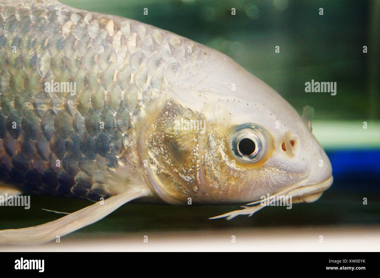 Underwater view of fish in fishtank Stock Photo - Alamy