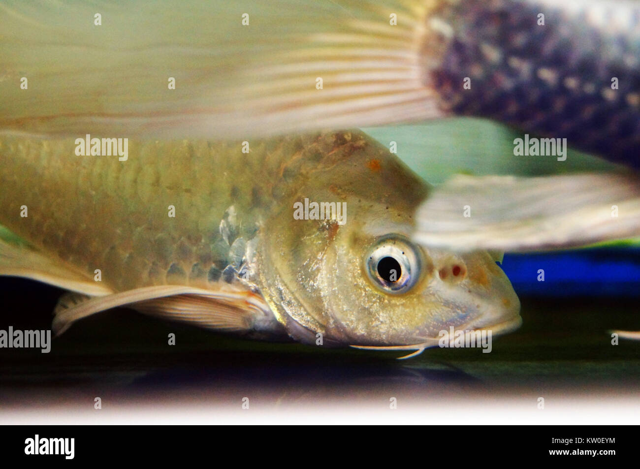 Underwater view of fish in fishtank Stock Photo - Alamy