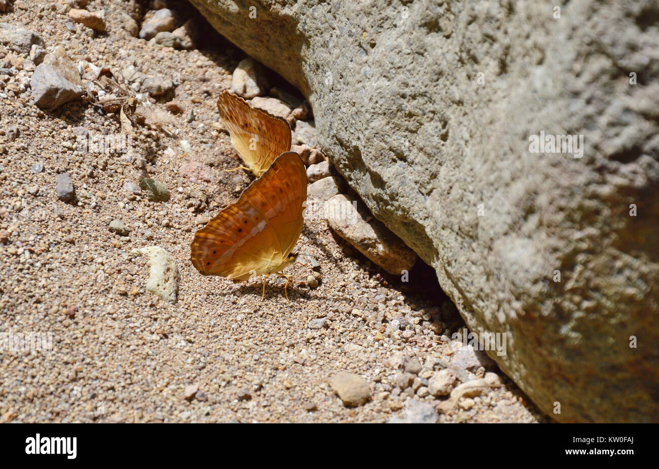 orange butterfly flying on ground Stock Photo - Alamy