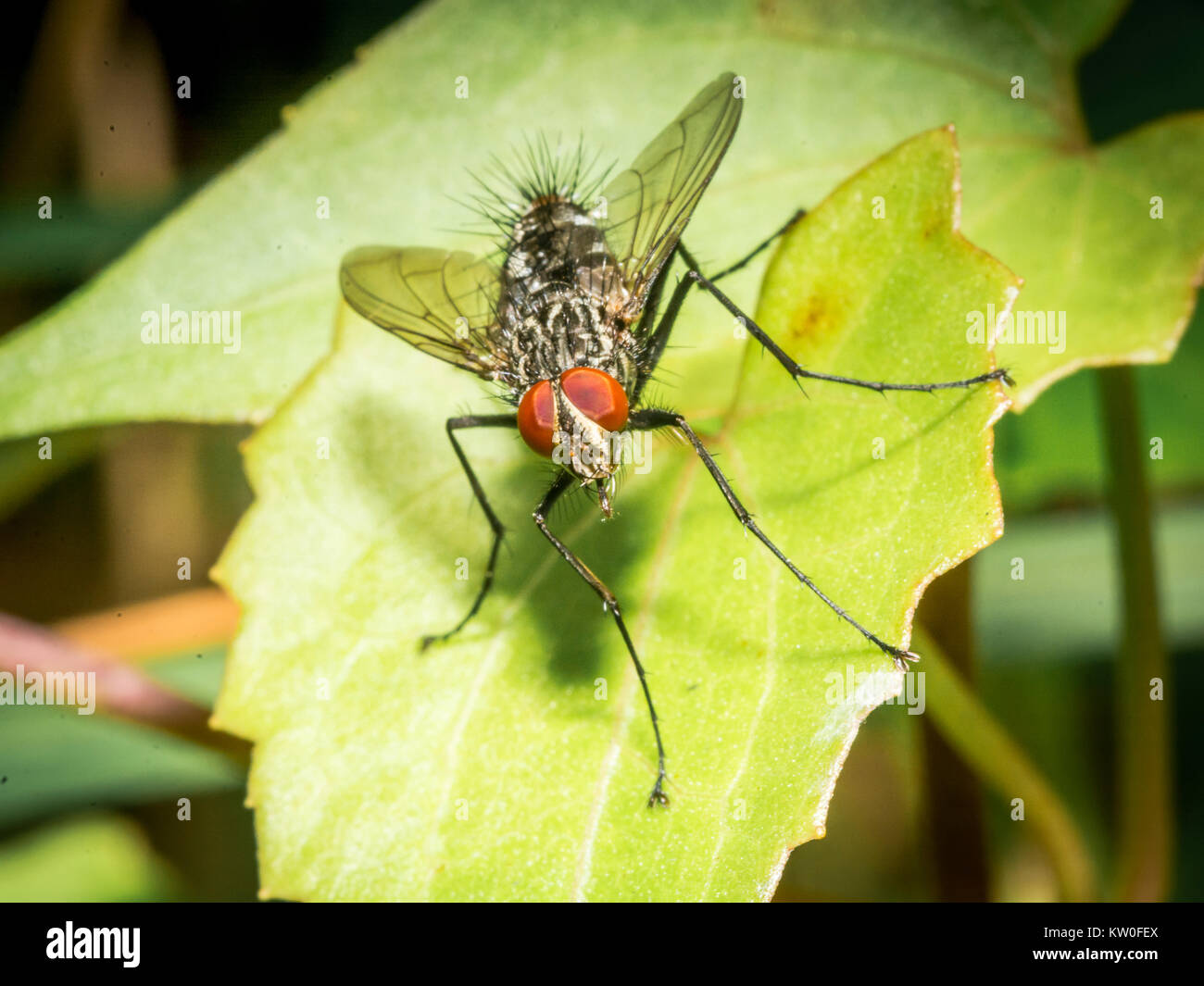 Meat fly hi-res stock photography and images - Alamy
