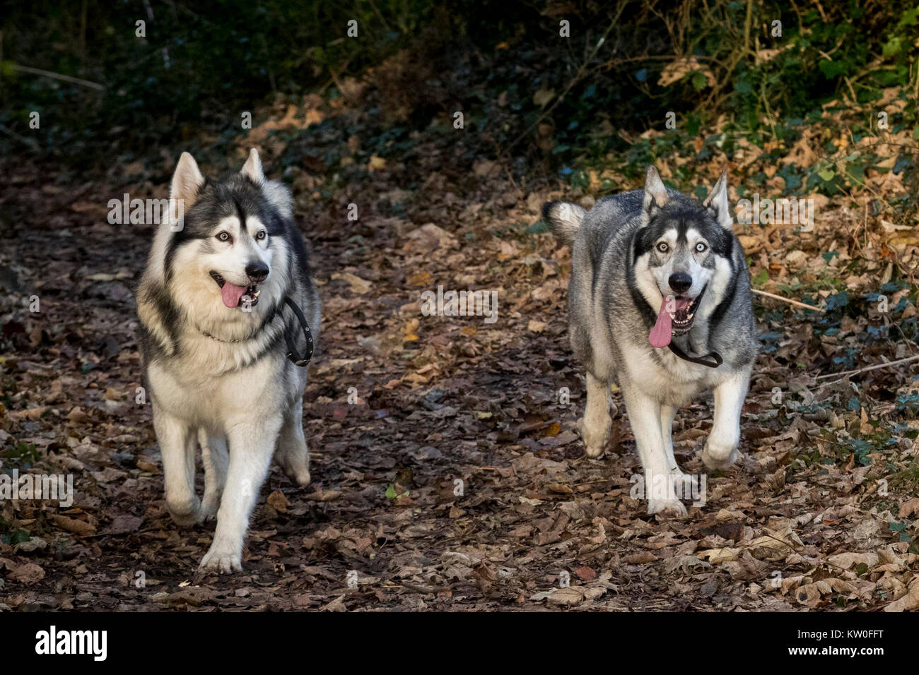 Inuit owned hi-res stock photography and images - Alamy