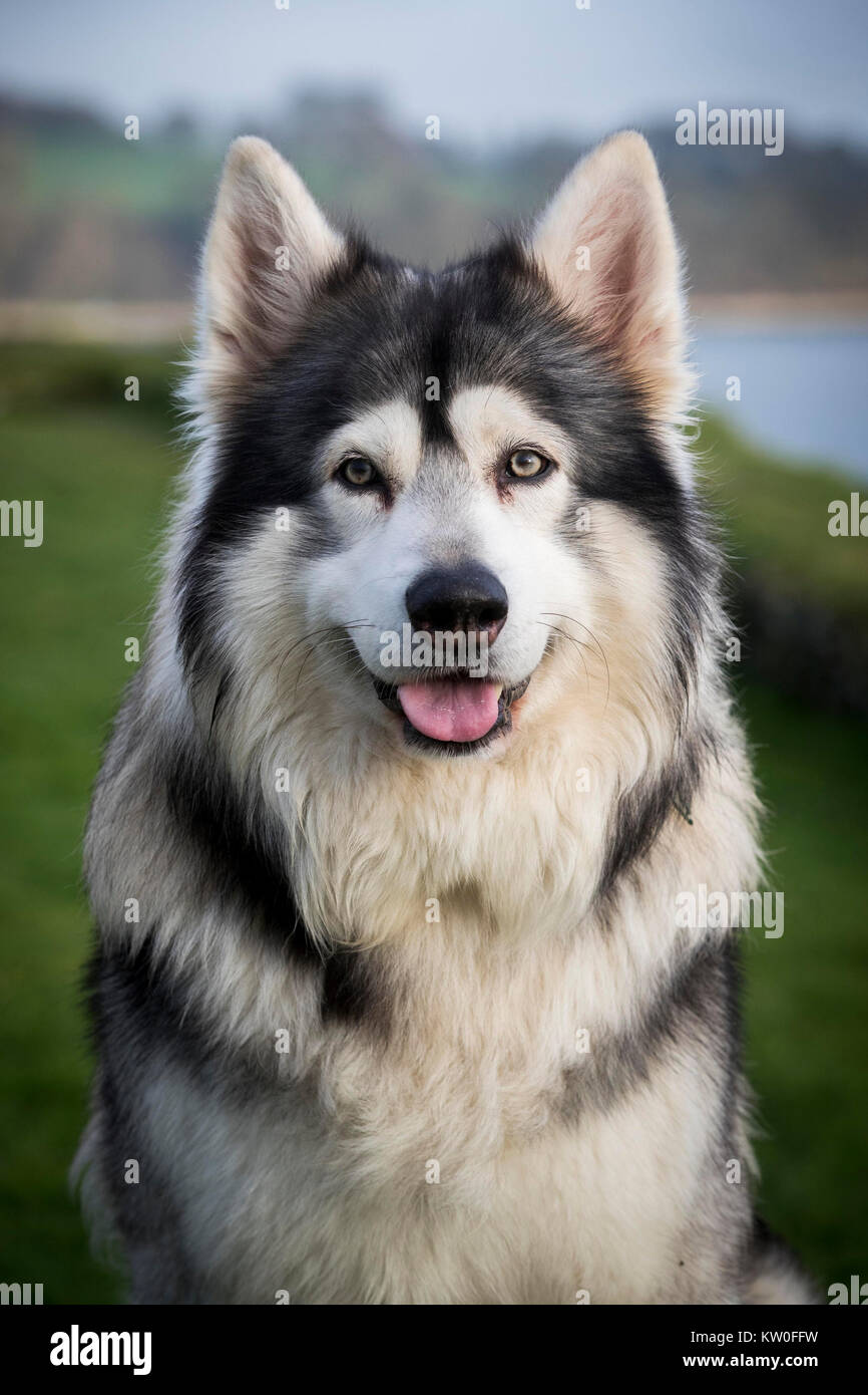 Odin, one of two Northern Inuit dogs owned by William Mulhall of ...