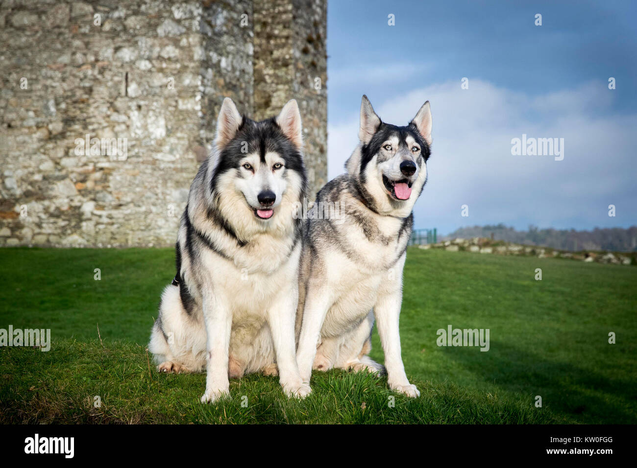 Odin (left) and Thor, two Northern Inuit dogs owned by William Mulhall ...