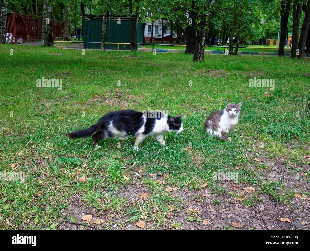 cats walking on the grass in the yard in the summer Moscow, Russia ...