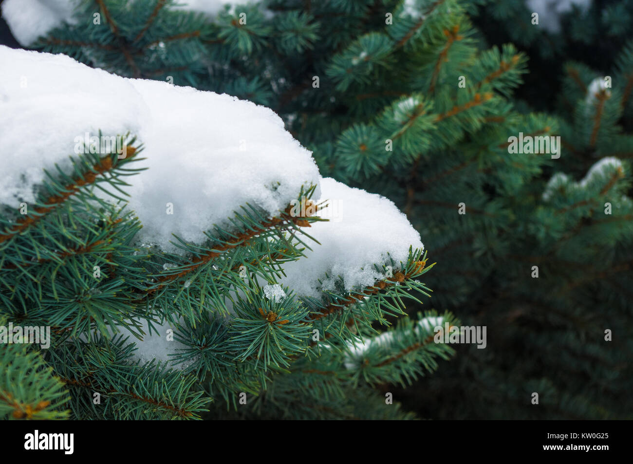 Green fluffy fir tree branch in the snow, Christmas wallpaper concept ...