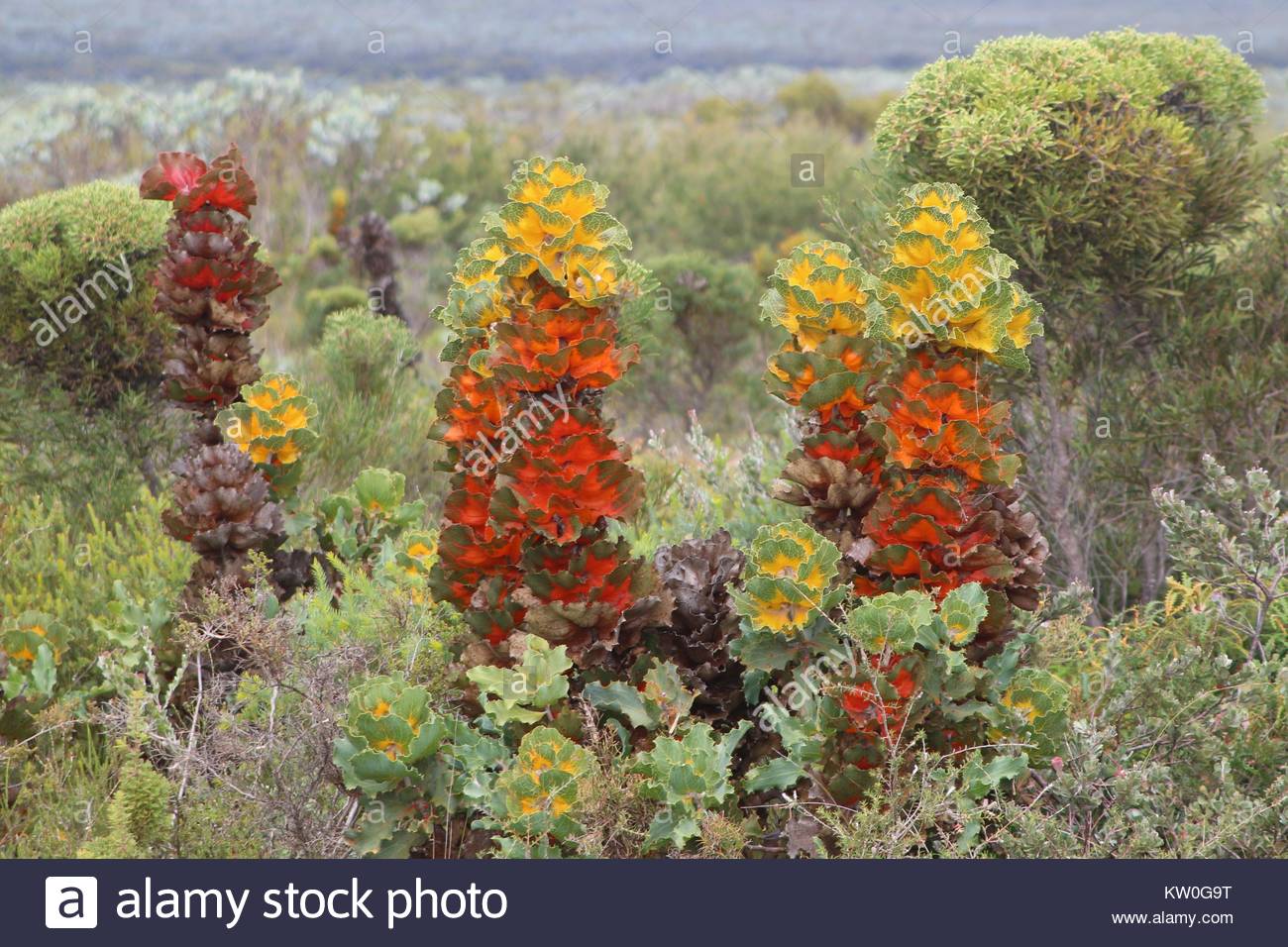Australian Native Wild Flowers High Resolution Stock Photography and ...