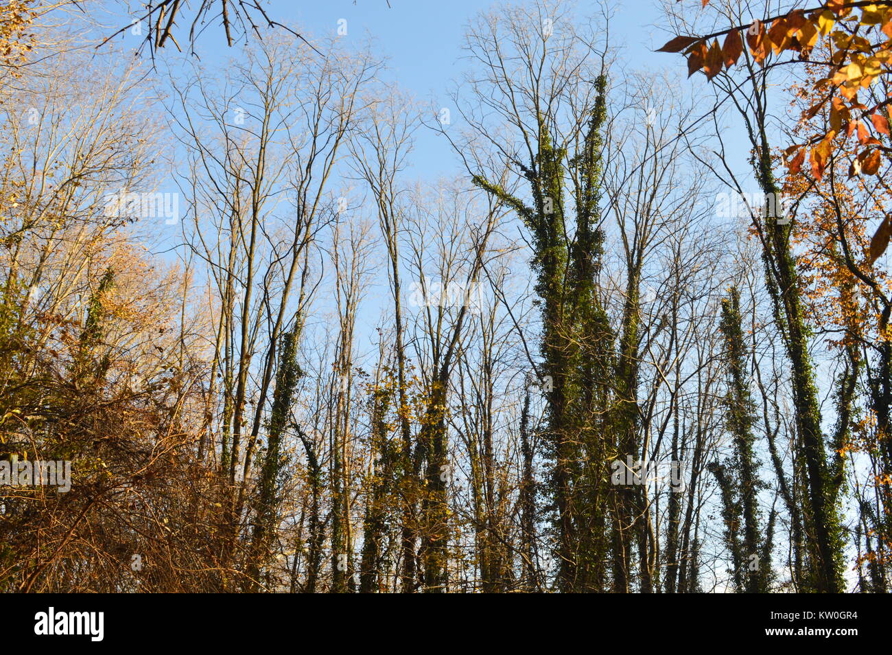 Fall walk in the park hi-res stock photography and images - Alamy