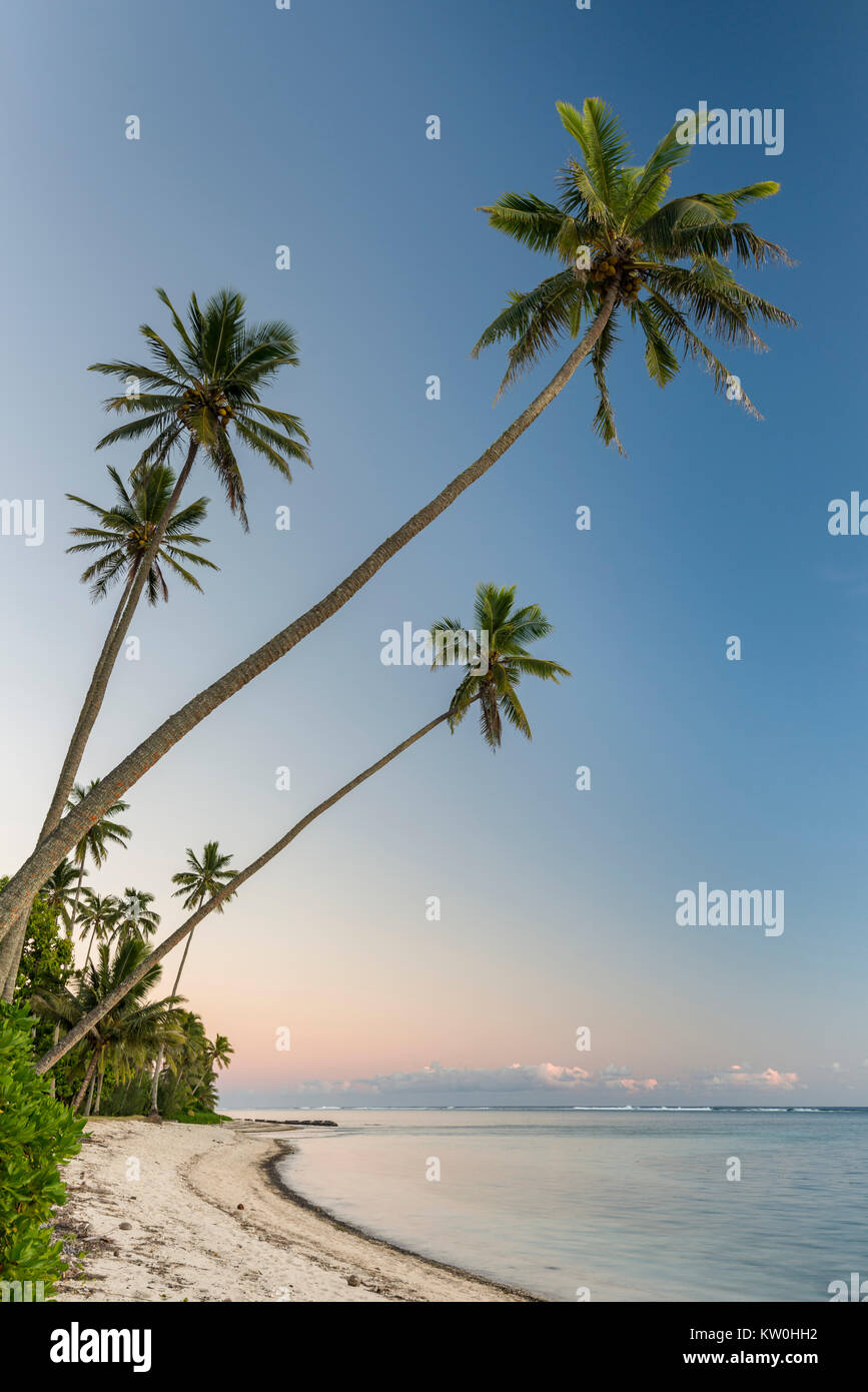 Beach with palm trees, Cook Islands Stock Photo - Alamy