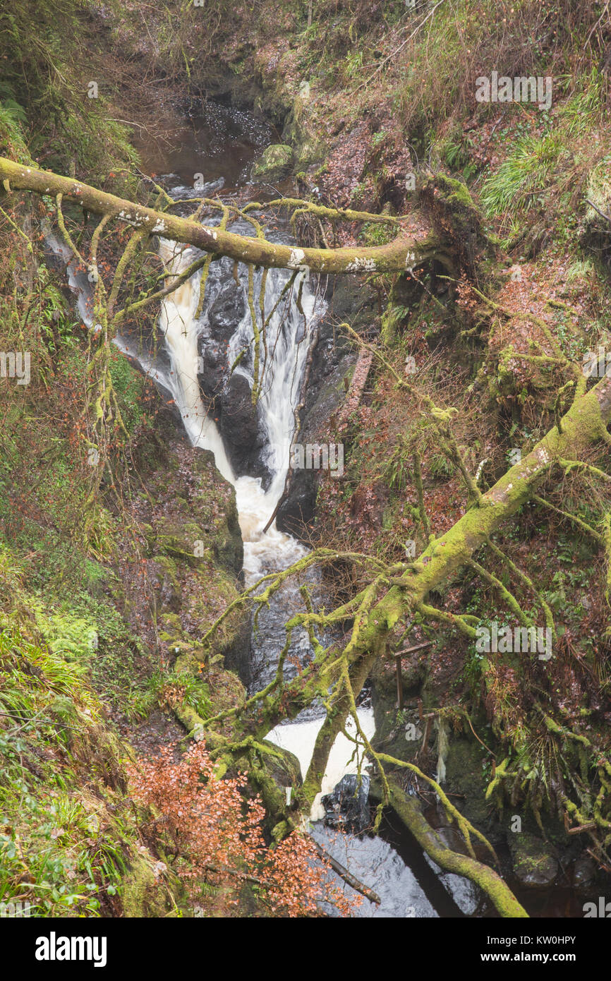 A waterfall in Glenariff Forest Park with trees fallen over the river ...