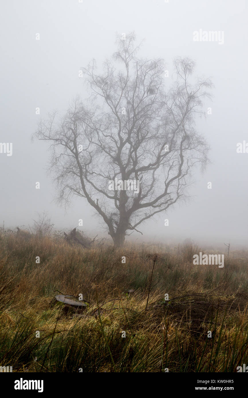 A tree in the mist in heathland in Ireland Stock Photo - Alamy