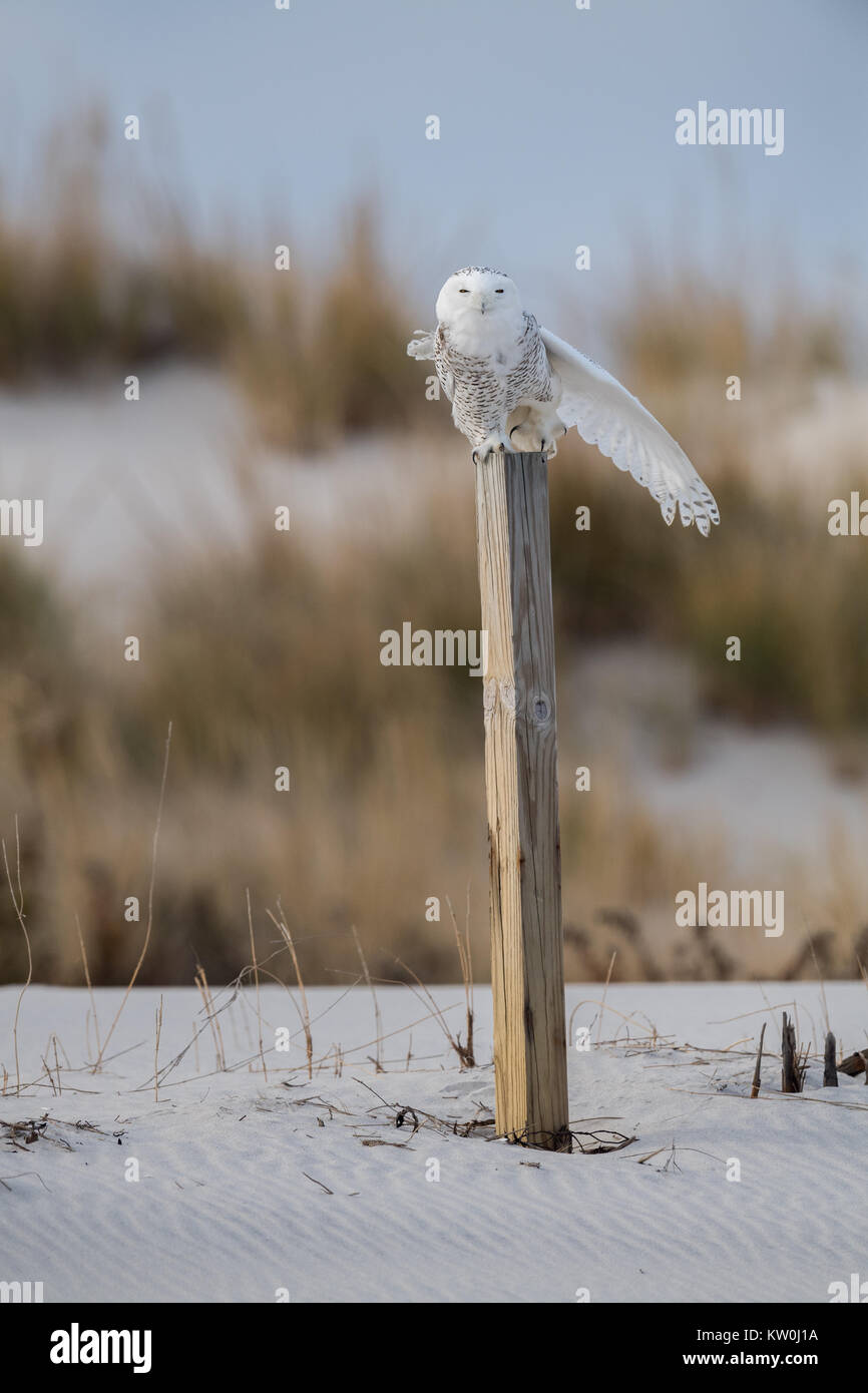 Snowy Owl on the Beach Stock Photo - Alamy