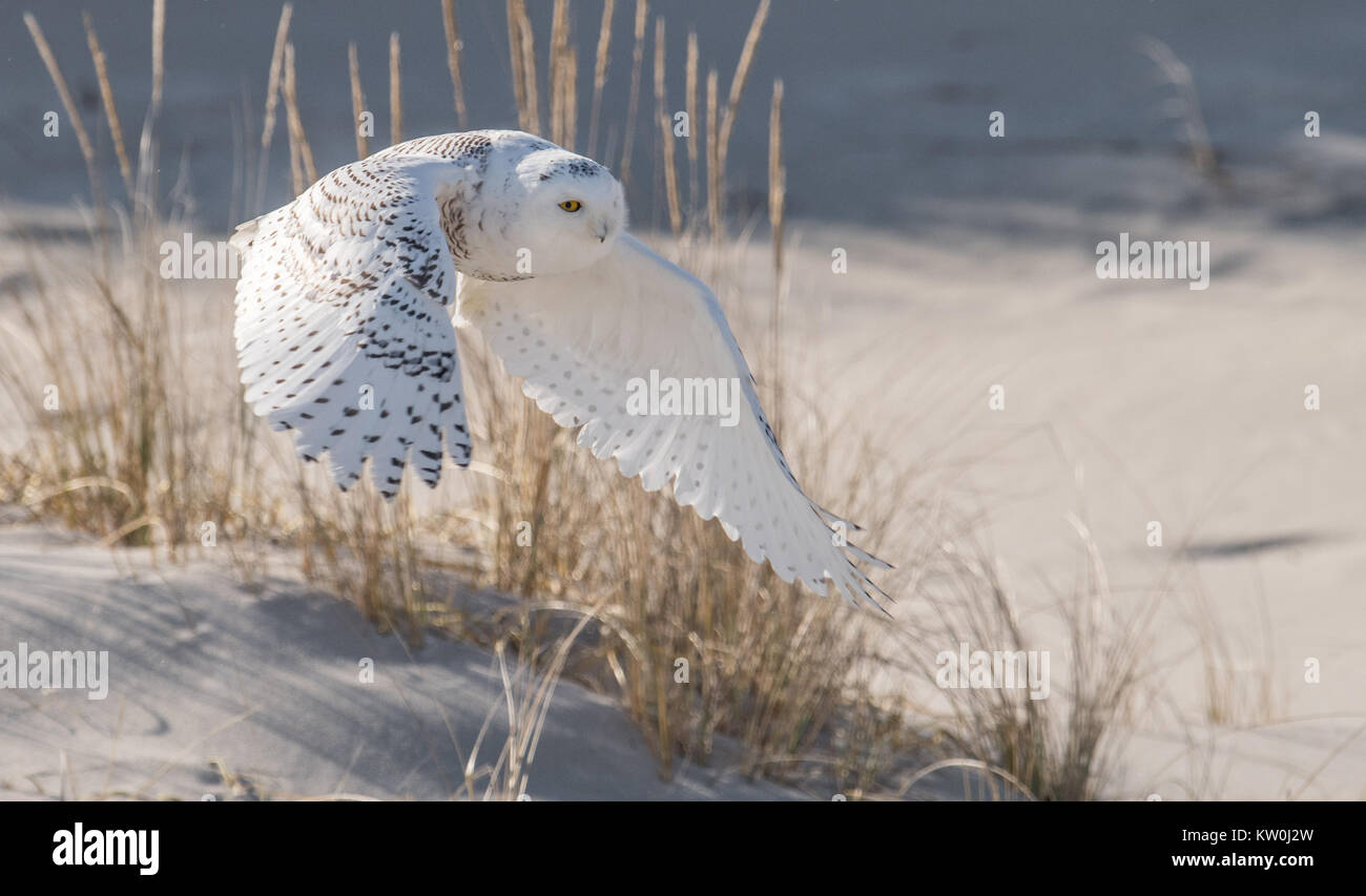 Delaware beach cold hi-res stock photography and images - Alamy