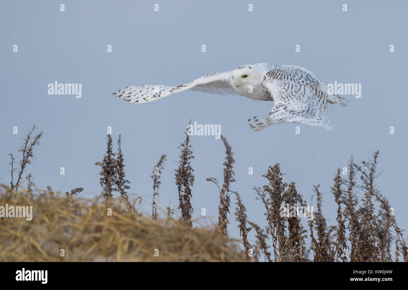 Snowy Owl on the Beach Stock Photo - Alamy