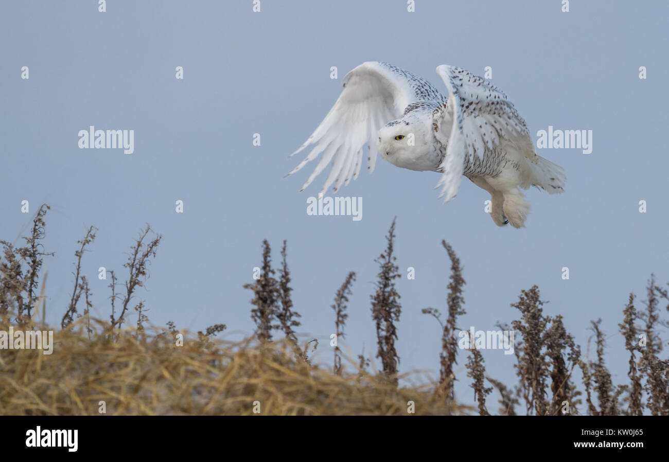 Snowy Owl on the Beach Stock Photo - Alamy