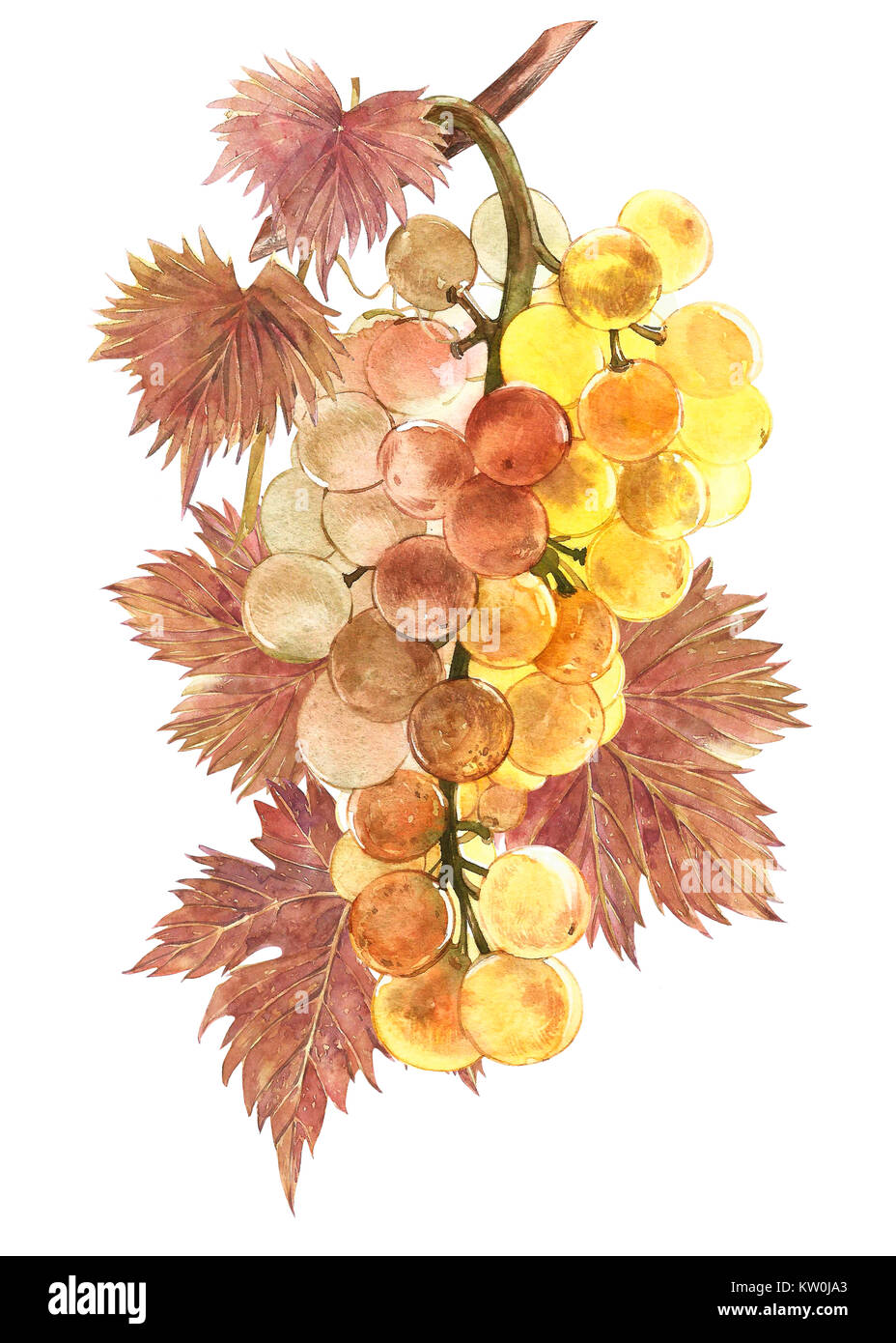 Watercolor illustration of bunches of grapes. Hand drawn watercolor ...