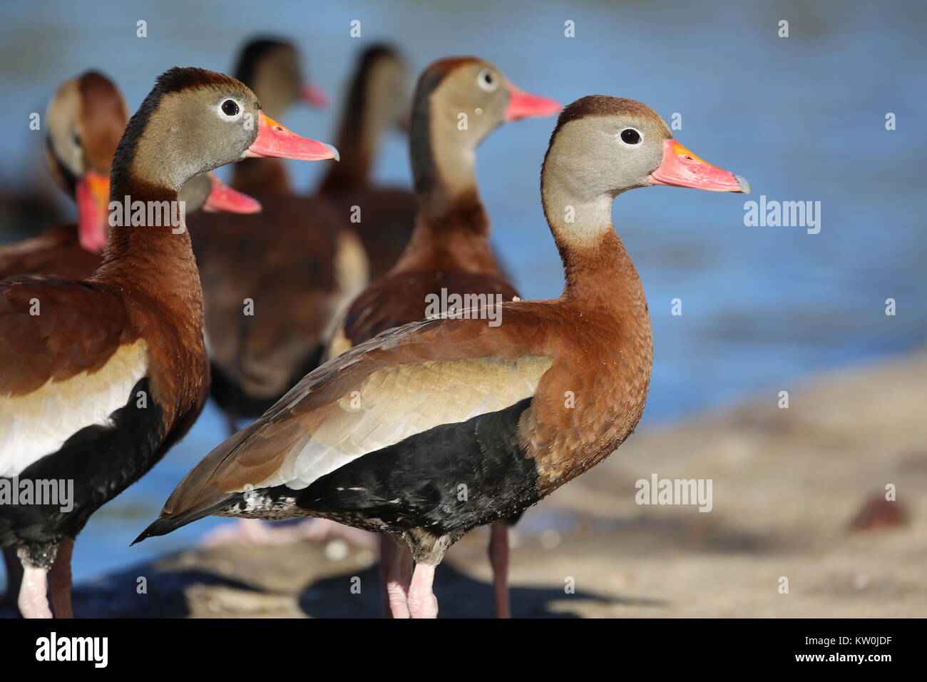 wildlife,ducks in the lake, american ducks Stock Photo - Alamy