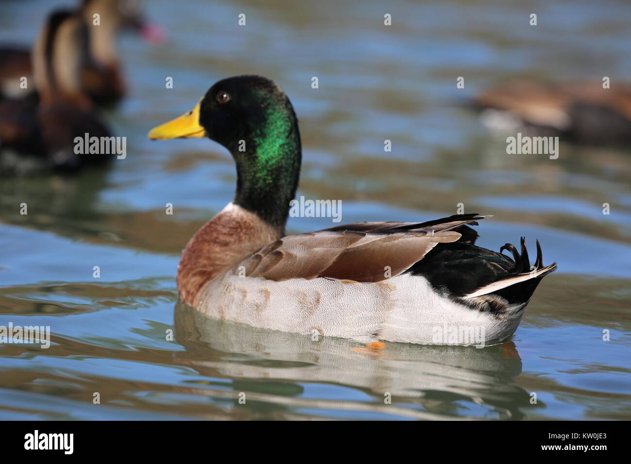 wildlife,ducks in the lake, american ducks Stock Photo - Alamy