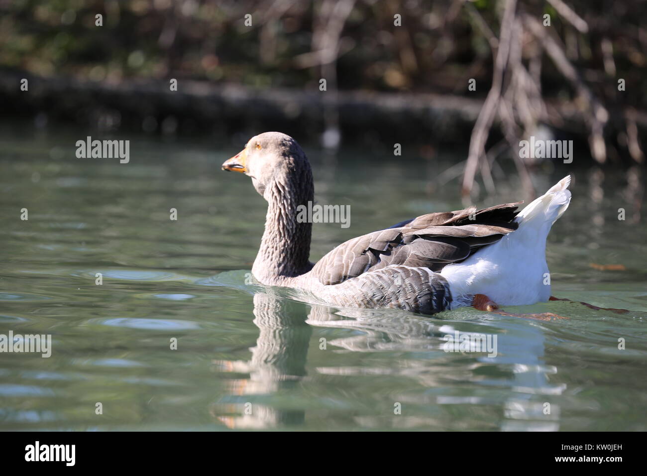 wildlife,ducks in the lake, american ducks Stock Photo - Alamy