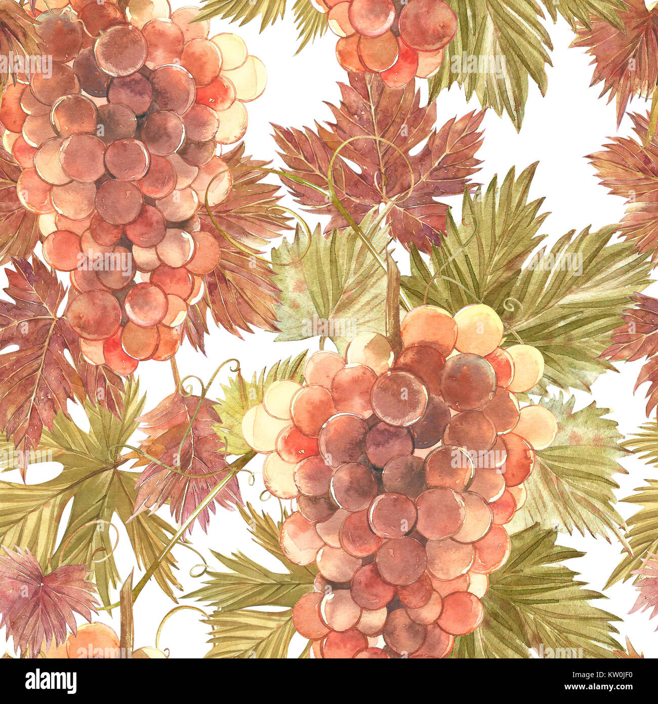 Watercolor illustration of grapes. Hand drawn watercolor illustration ...