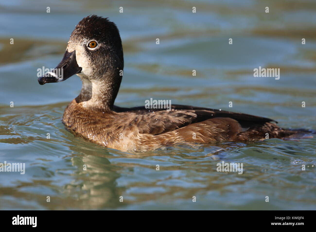 wildlife,ducks in the lake, american ducks Stock Photo - Alamy