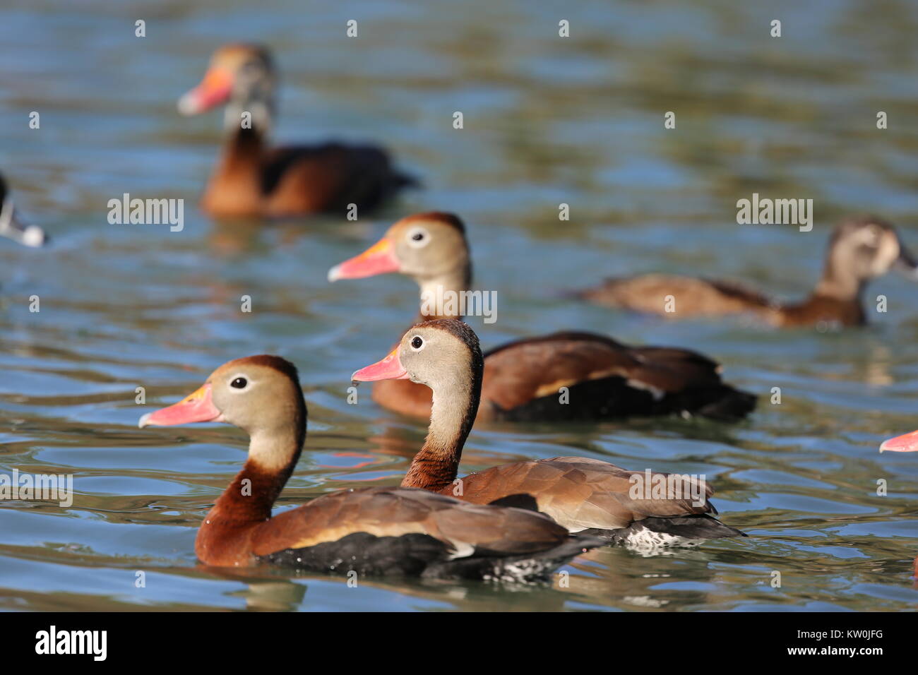wildlife,ducks in the lake, american ducks Stock Photo - Alamy