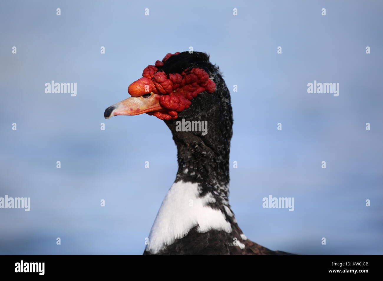 wildlife,ducks in the lake, american ducks Stock Photo - Alamy