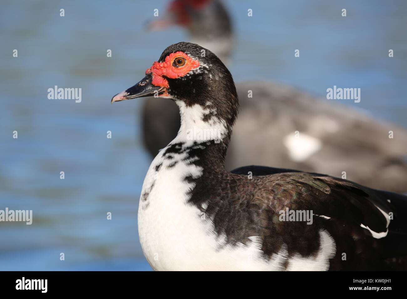 wildlife,ducks in the lake, american ducks Stock Photo - Alamy