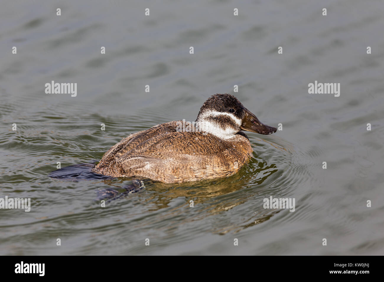 Pico duck hi-res stock photography and images - Alamy