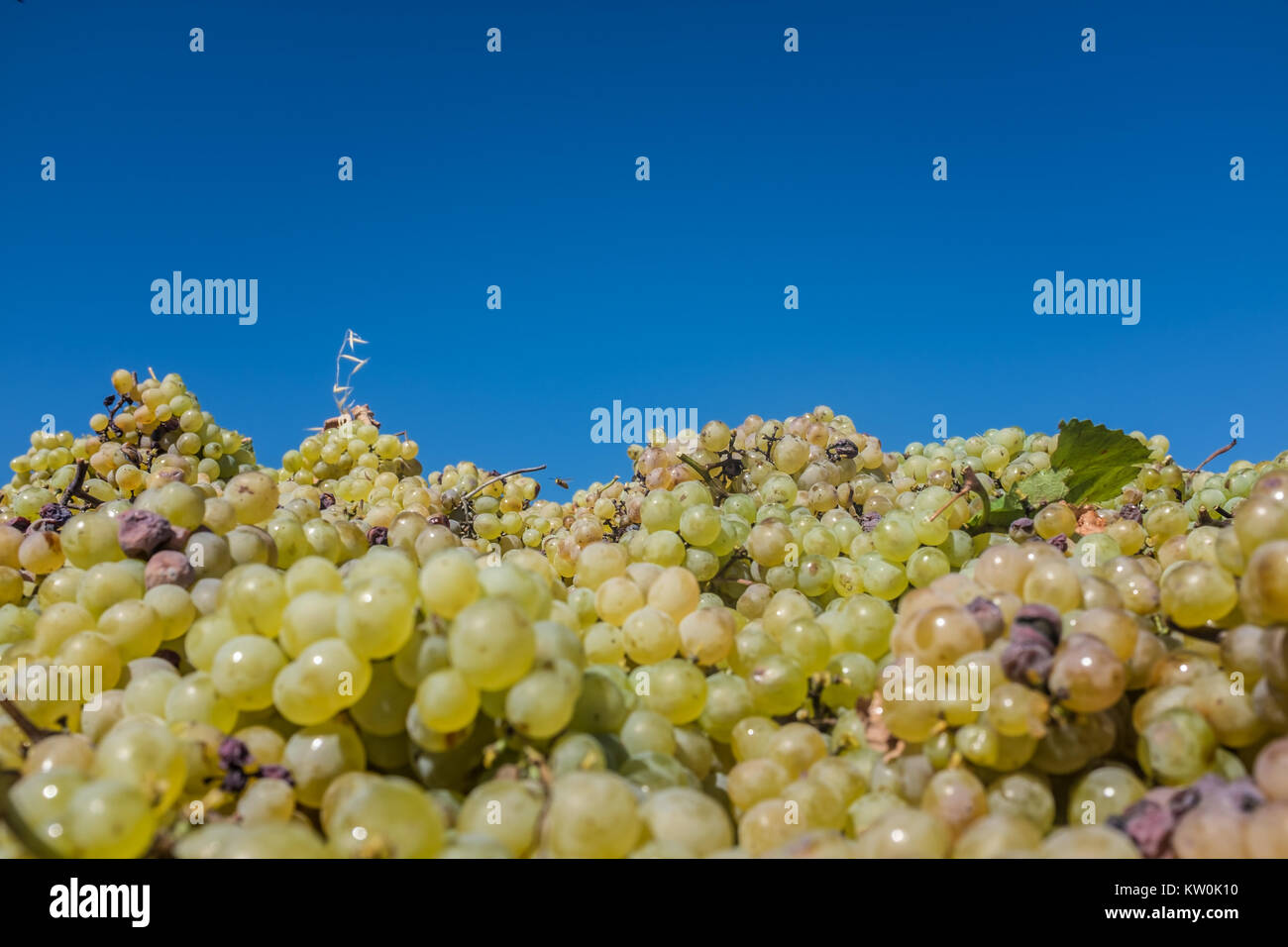 Rtveli, a grape harvest season, which takes place in September till mid ...