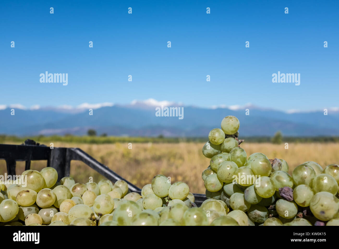 Rtveli, a grape harvest season, which takes place in September till mid ...