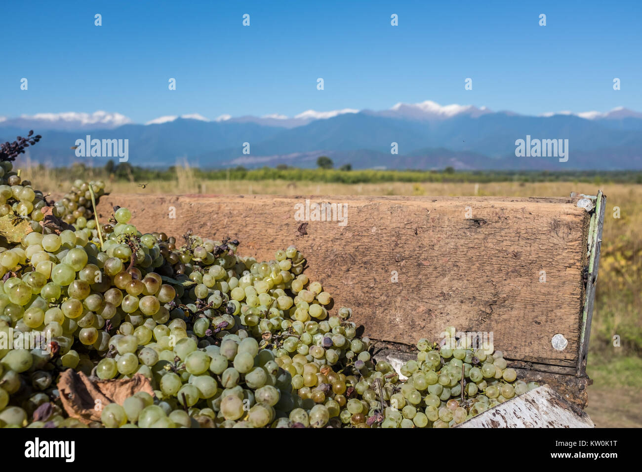 Rtveli in georgia hi-res stock photography and images - Alamy