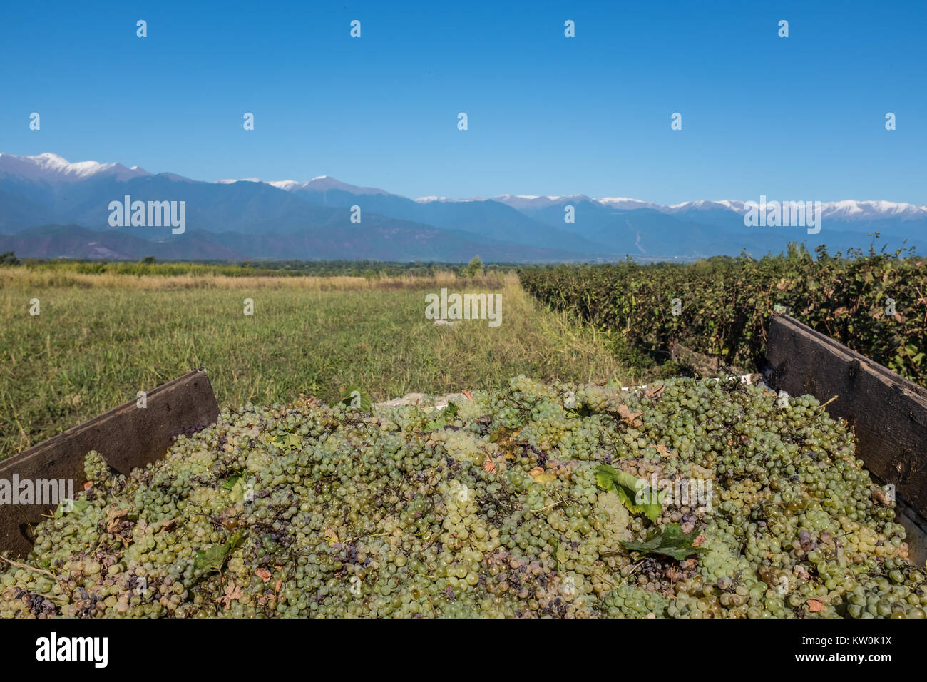 Rtveli, a grape harvest season, which takes place in September till mid ...