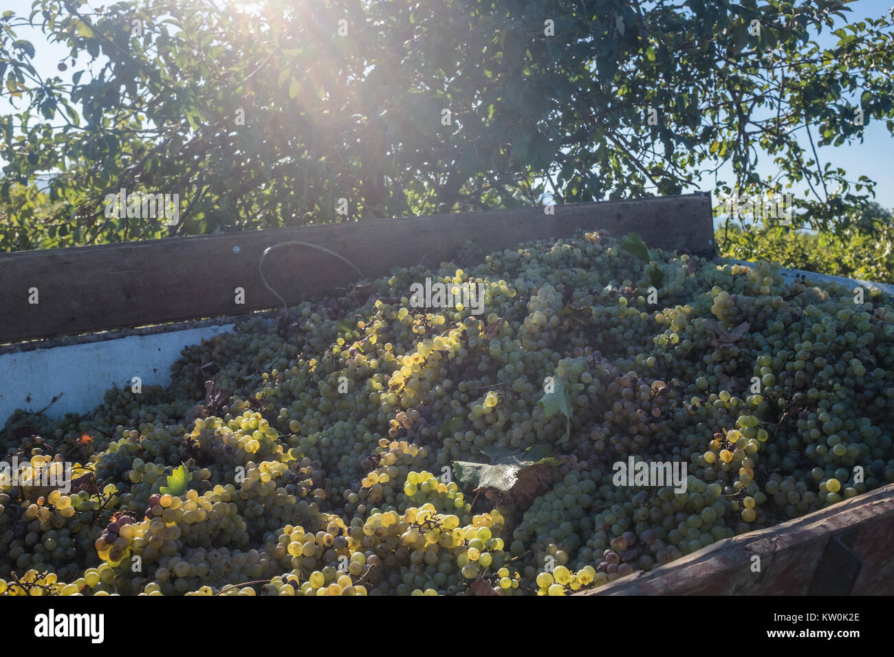 Rtveli, a grape harvest season, which takes place in September till mid ...