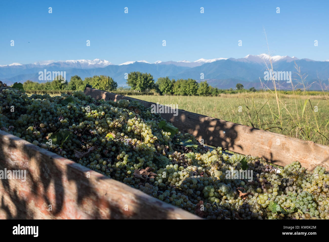 Rtveli hi-res stock photography and images - Alamy