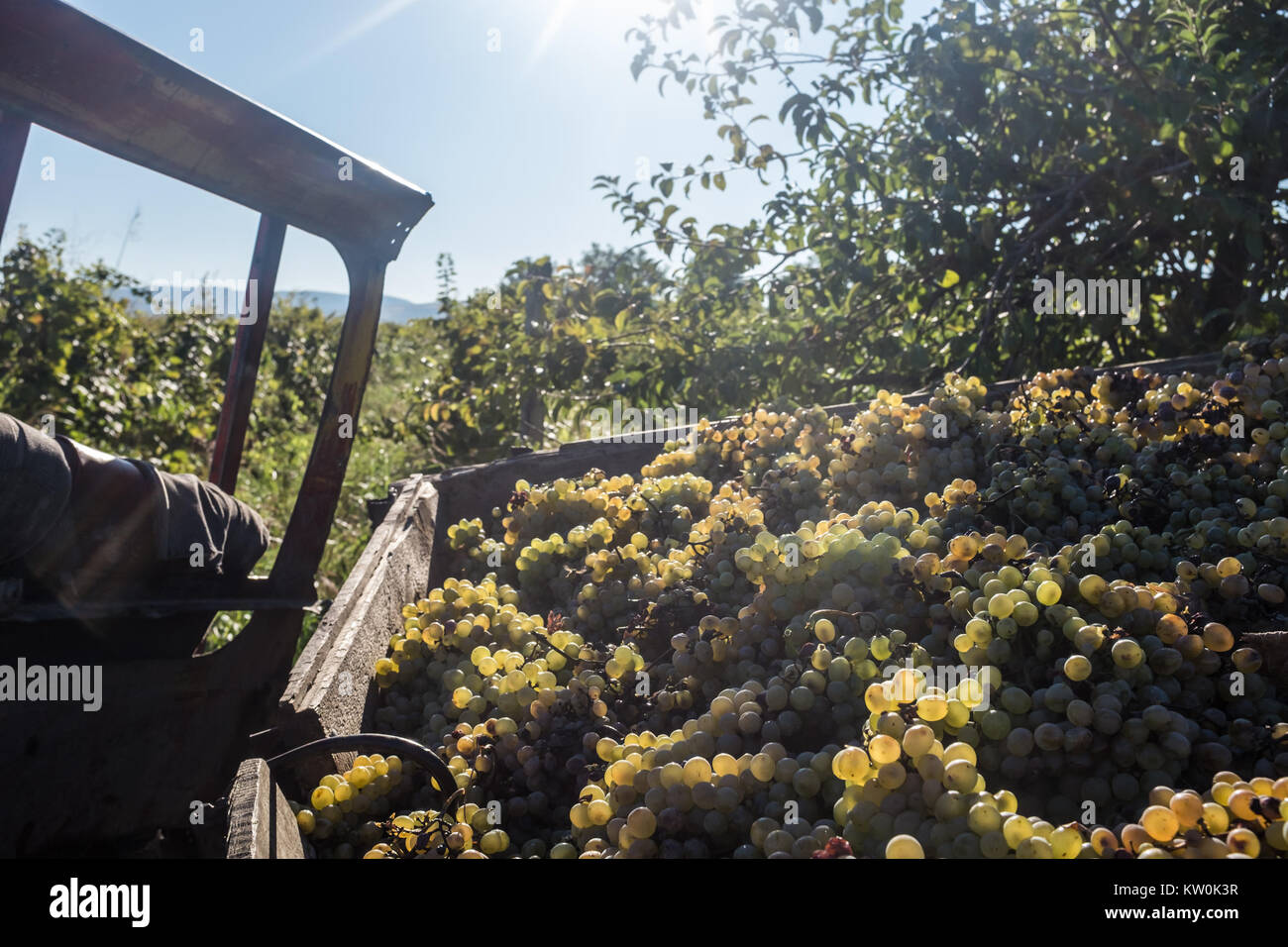 Rtveli, a grape harvest season, which takes place in September till mid ...