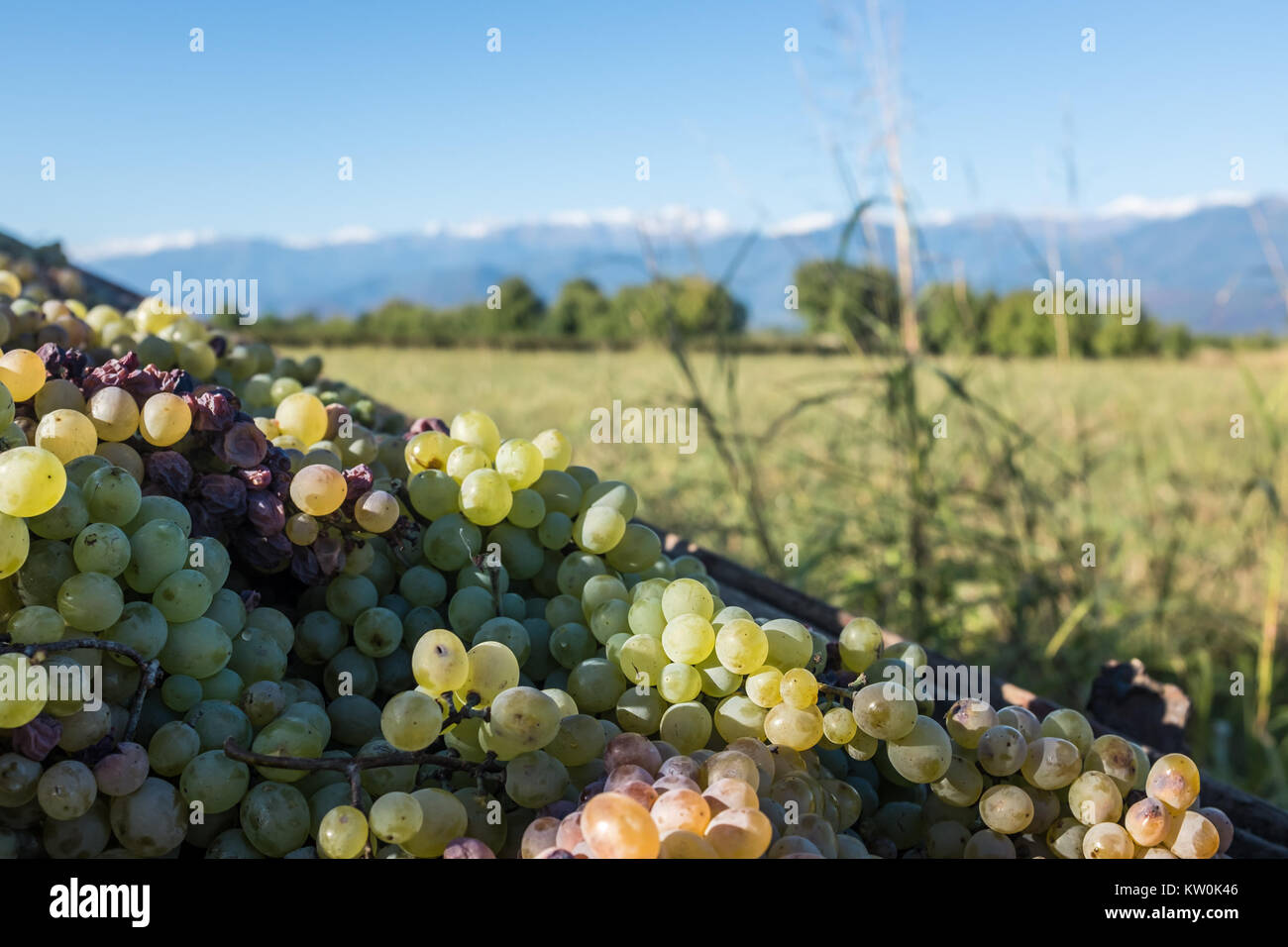 Rtveli, a grape harvest season, which takes place in September till mid ...