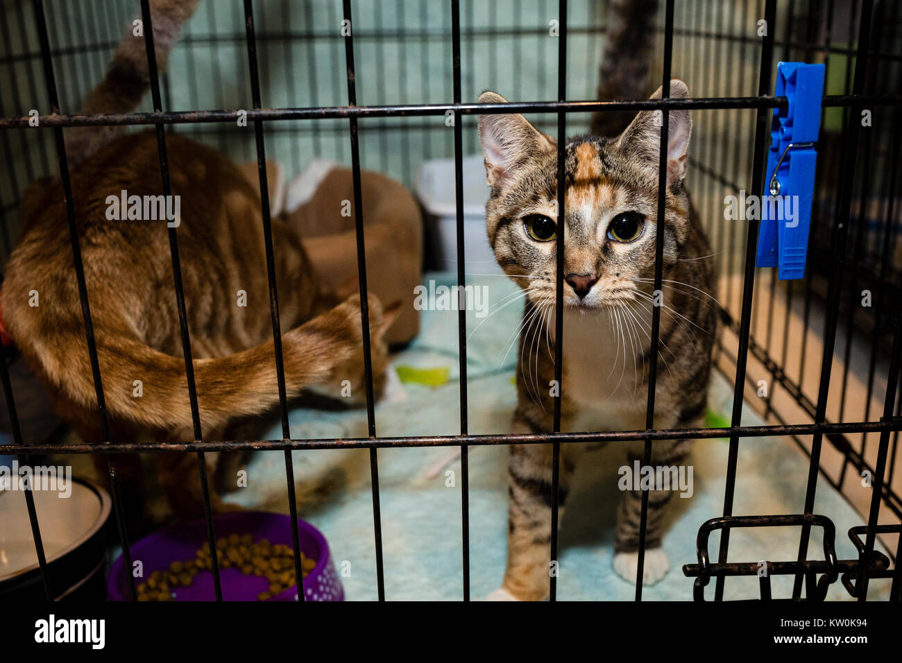 A cat looks out from behind the bars of a cage at an animal rescue ...