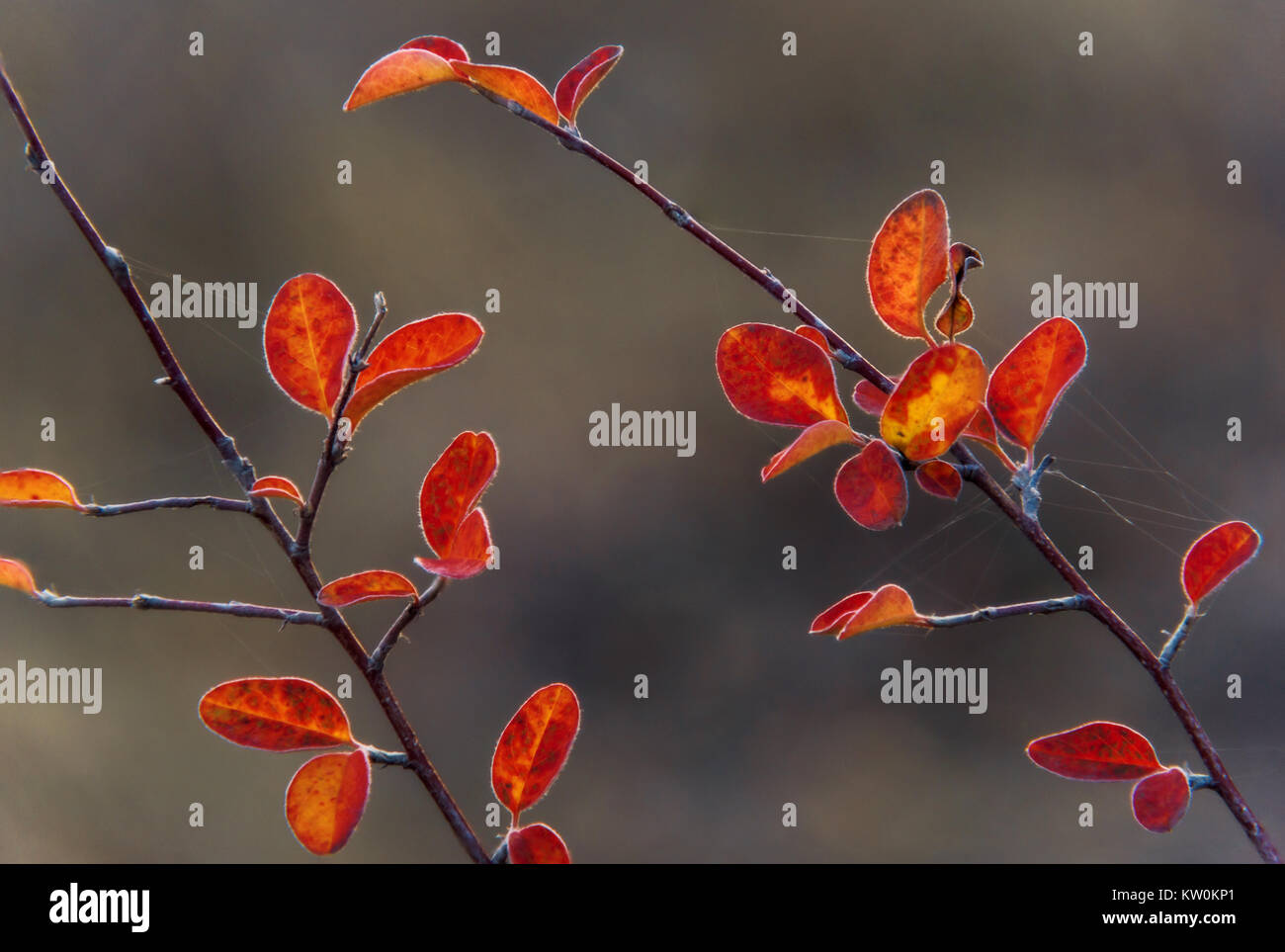 Red leaf japanese barberry hi-res stock photography and images - Alamy