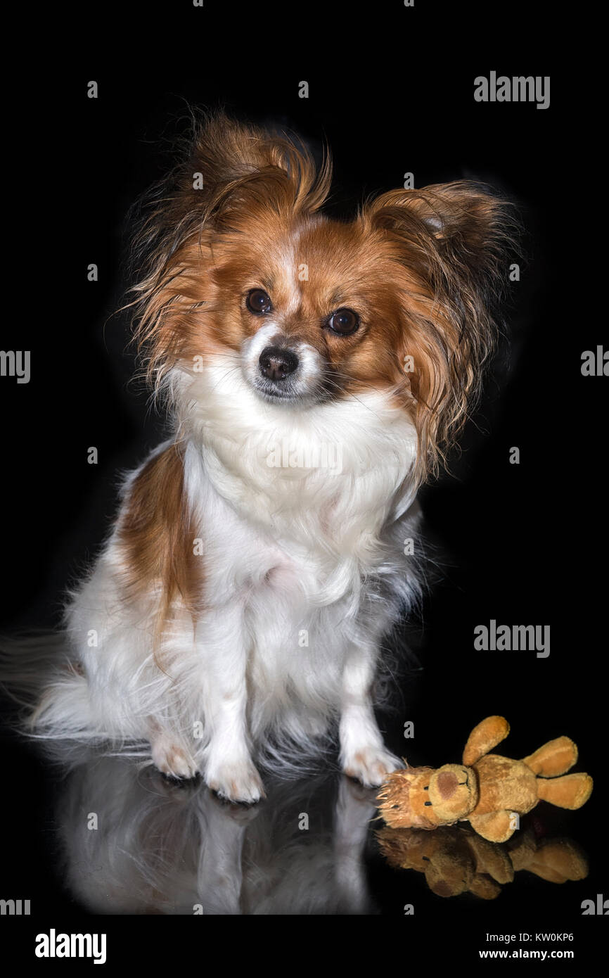 Papillon butterfly hi-res stock photography and images - Alamy