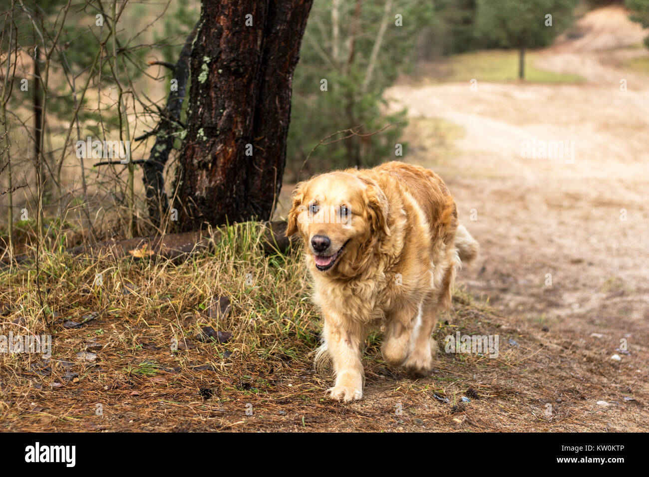 golden retriever dog outdoor portrait Stock Photo - Alamy